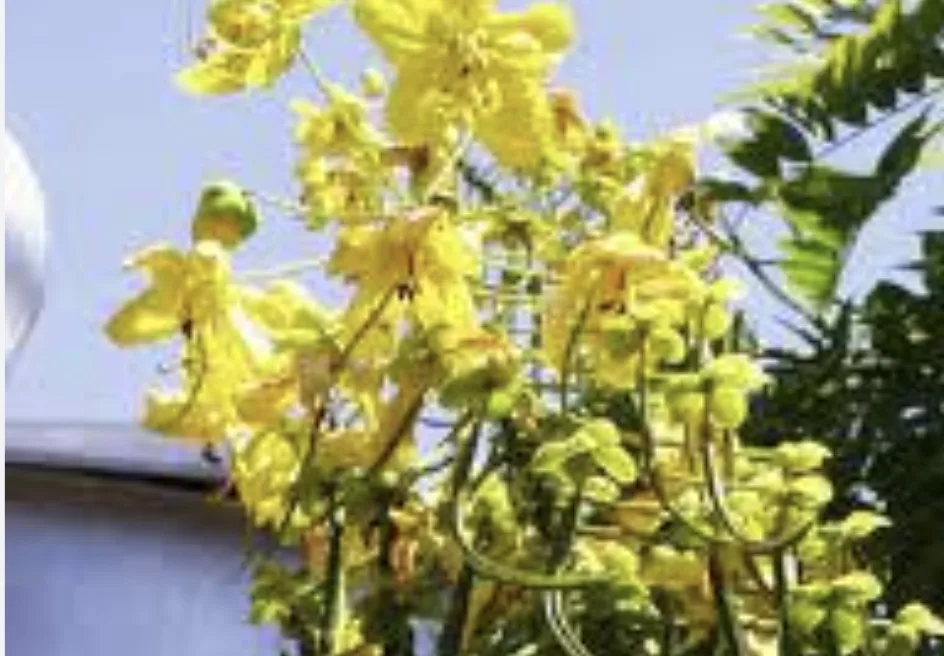 Chrysarobinum Homeopathic Medicine. Origin, Use, Dosage and Side Effects.